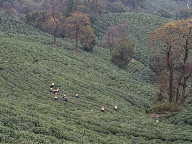 Hiking Hangzhou Tea Fields | Meijiawu + Longjing Tea Plantations