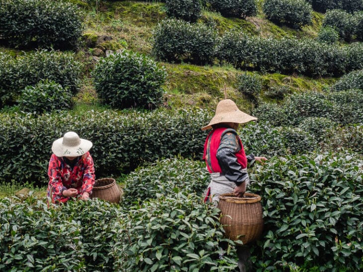 Hiking Hangzhou Tea Fields | Meijiawu + Longjing Tea Plantations