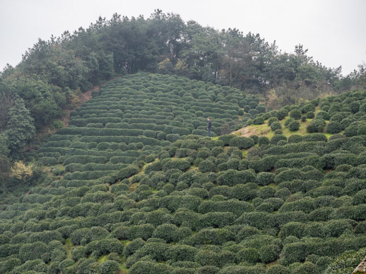 Hiking Hangzhou Tea Fields | Meijiawu + Longjing Tea Plantations