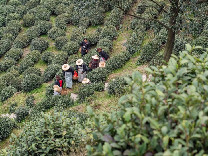 Hiking Hangzhou Tea Fields | Meijiawu + Longjing Tea Plantations
