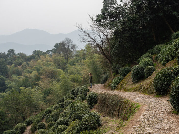 Hiking Hangzhou Tea Fields | Meijiawu + Longjing Tea Plantations
