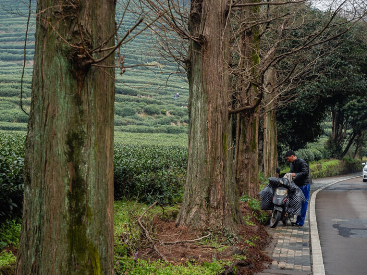 Hiking Hangzhou Tea Fields | Meijiawu + Longjing Tea Plantations