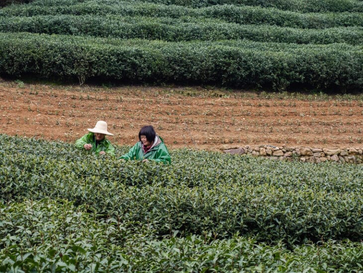 Hiking Hangzhou Tea Fields | Meijiawu + Longjing Tea Plantations