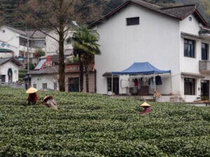 Hiking Hangzhou Tea Fields | Meijiawu + Longjing Tea Plantations