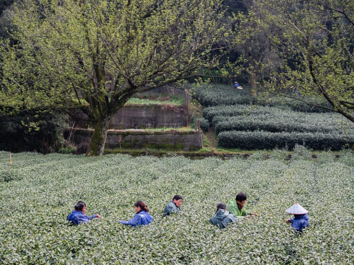 Hiking Hangzhou Tea Fields | Meijiawu + Longjing Tea Plantations