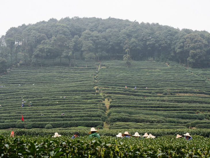 Hiking Hangzhou Tea Fields | Meijiawu + Longjing Tea Plantations