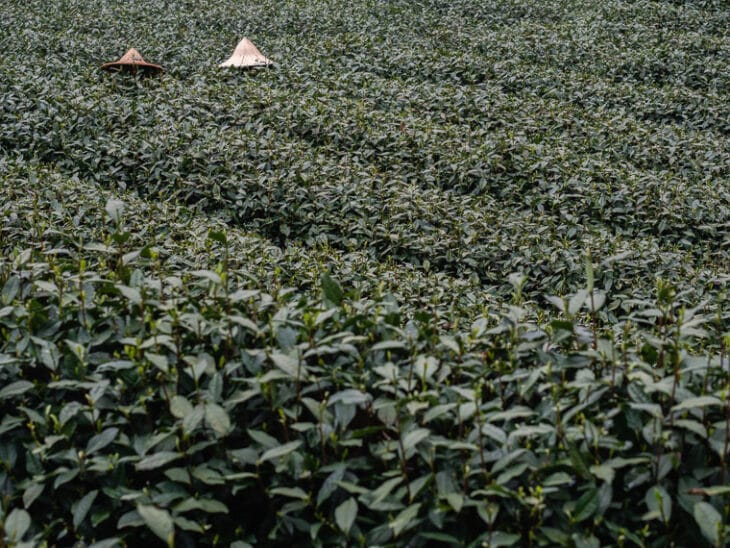 Hiking Hangzhou Tea Fields | Meijiawu + Longjing Tea Plantations